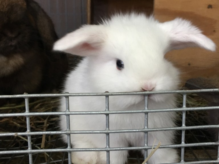 Blue Eyed White and Vienna Genetics – Rheaume's Rabbitry Blue Eyed ...