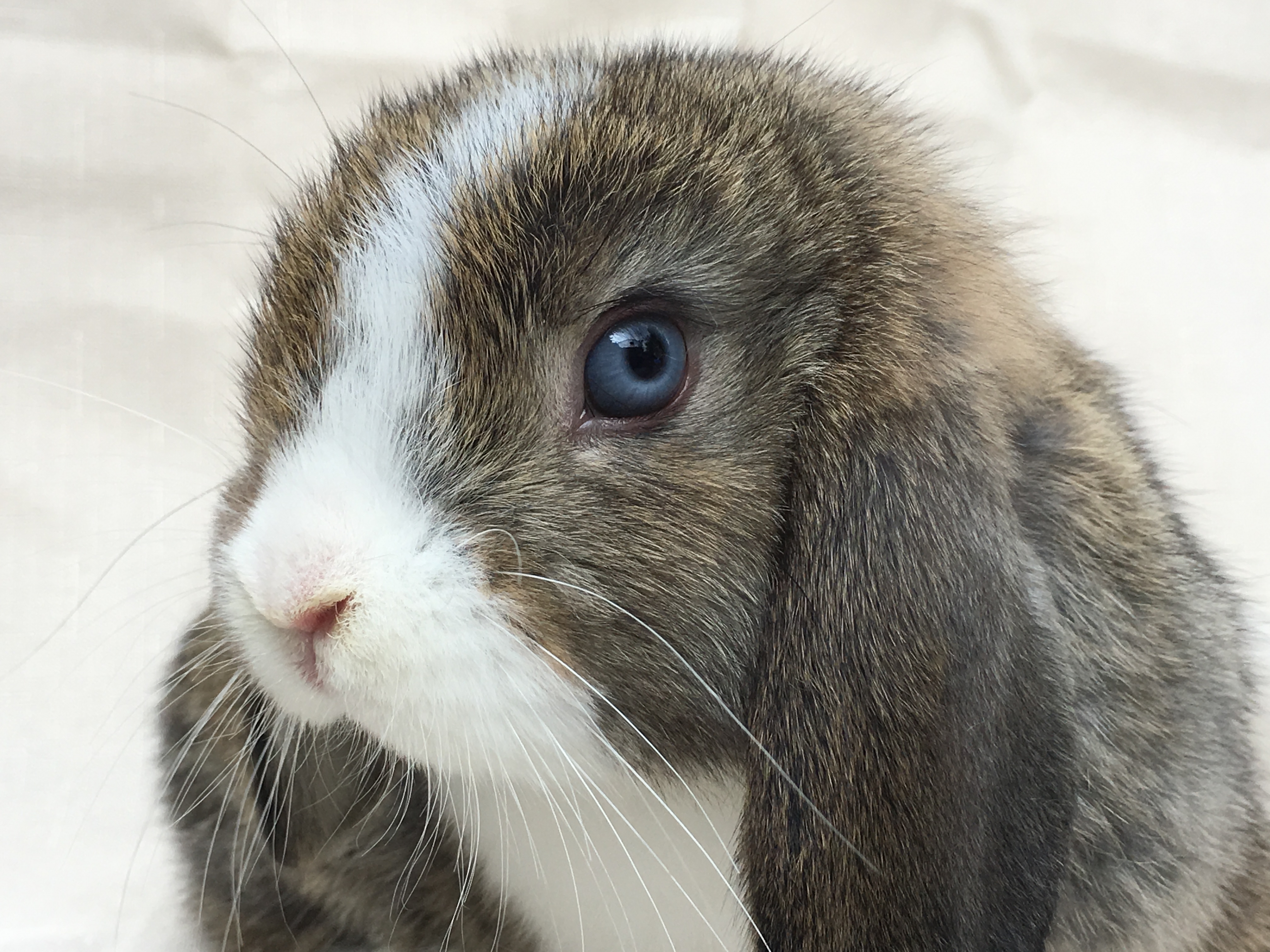 Blue Eyed White and Vienna Genetics – Rheaume's Rabbitry Blue Eyed ...
