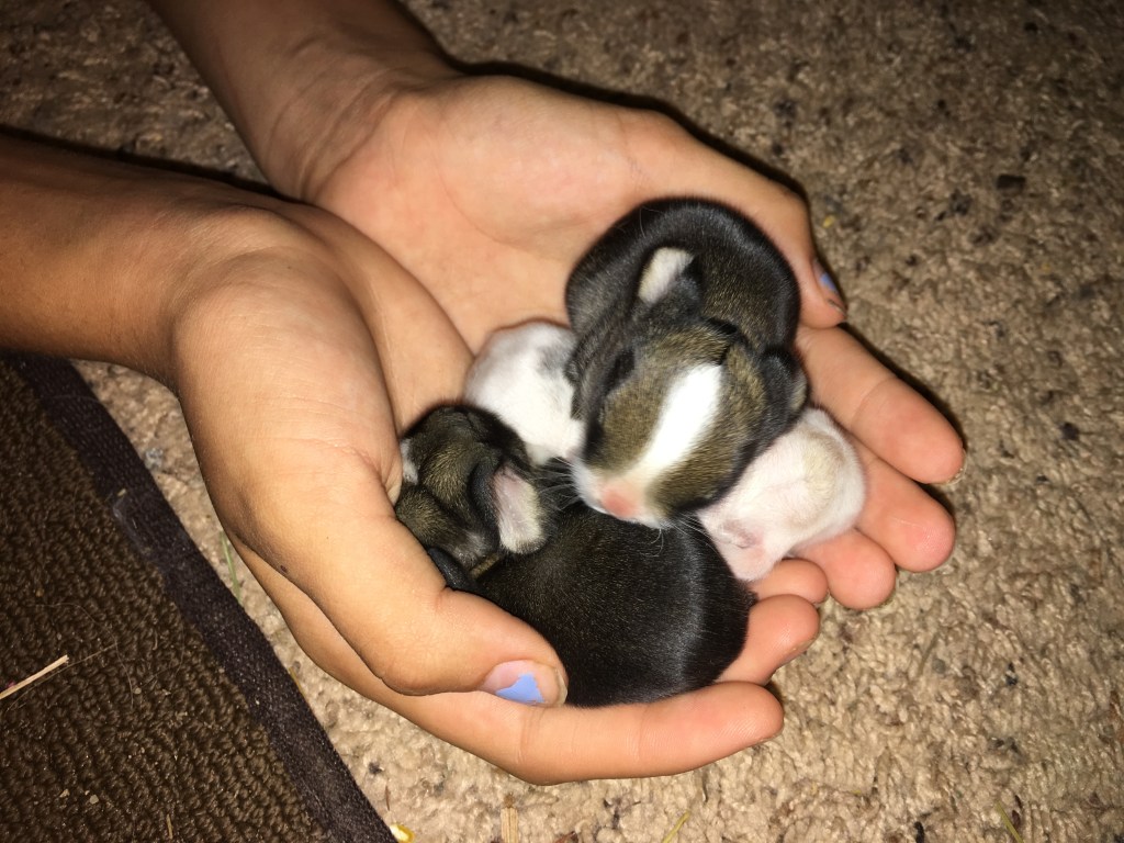 Blue Eyed White and Vienna Genetics – Rheaume's Rabbitry Blue Eyed ...