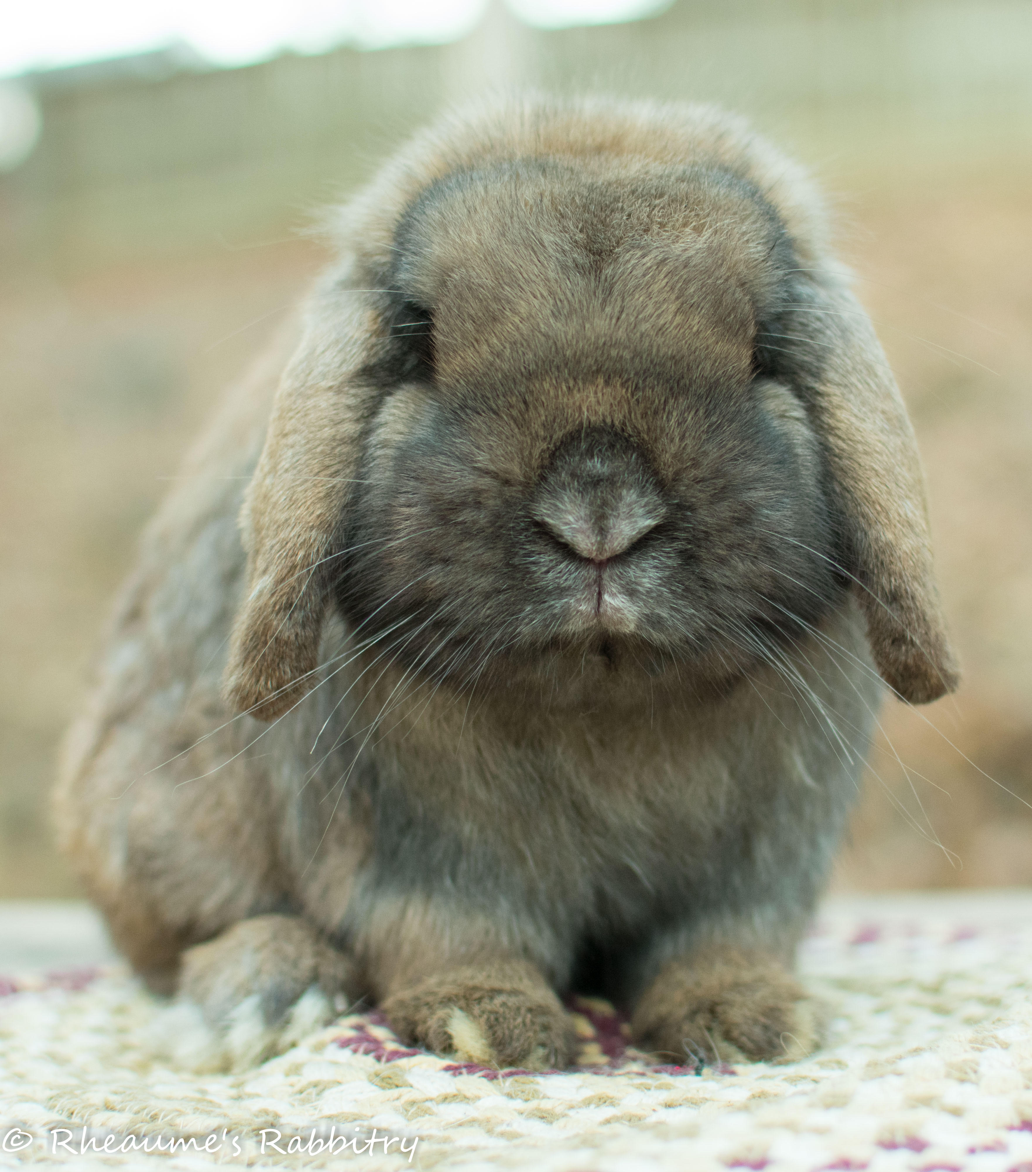 Danny1 – Rheaume's Rabbitry Blue Eyed White and Vienna Holland Lops