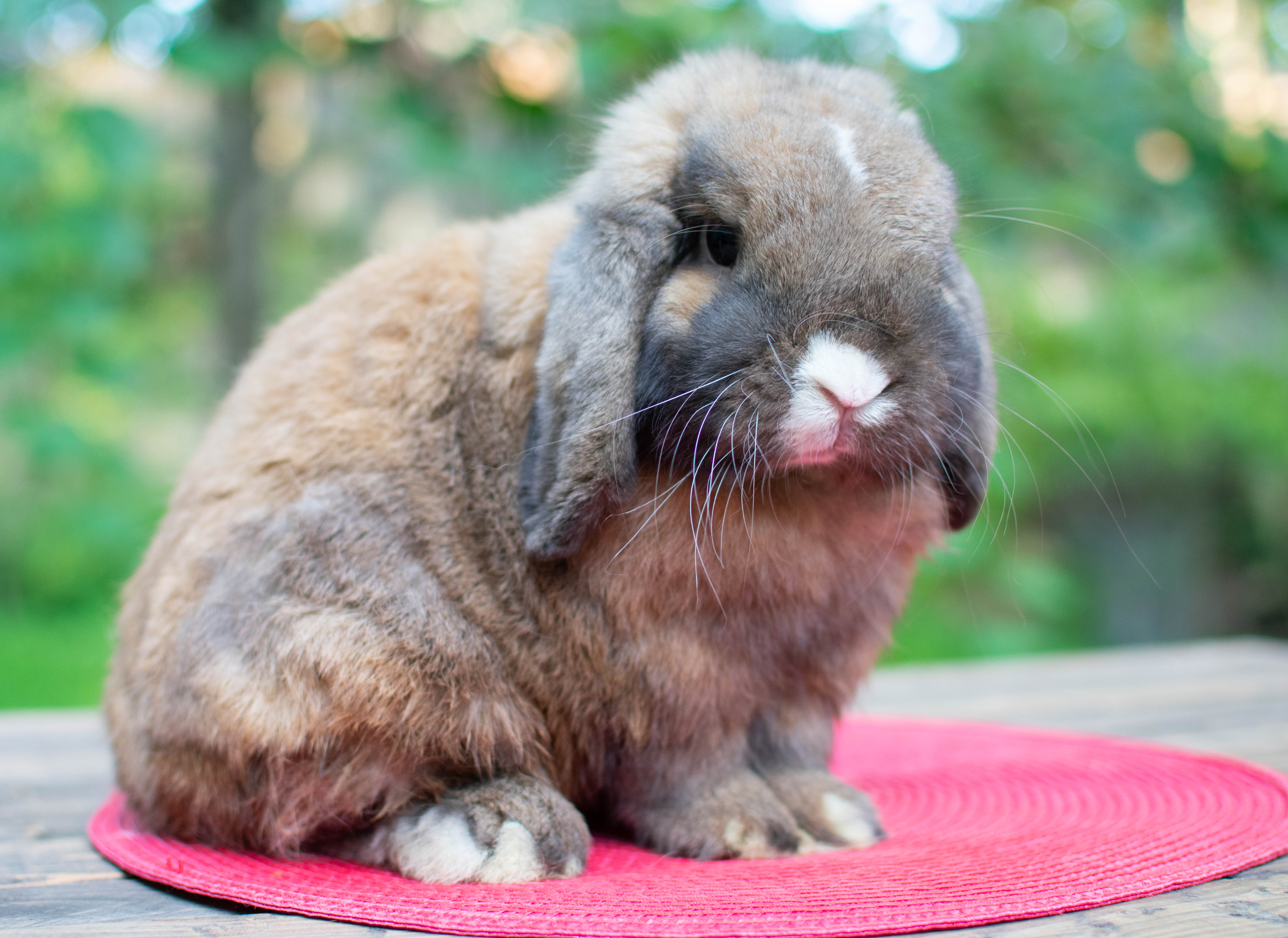 Show/Brood Quality – Rheaume's Rabbitry Blue Eyed White and Vienna ...